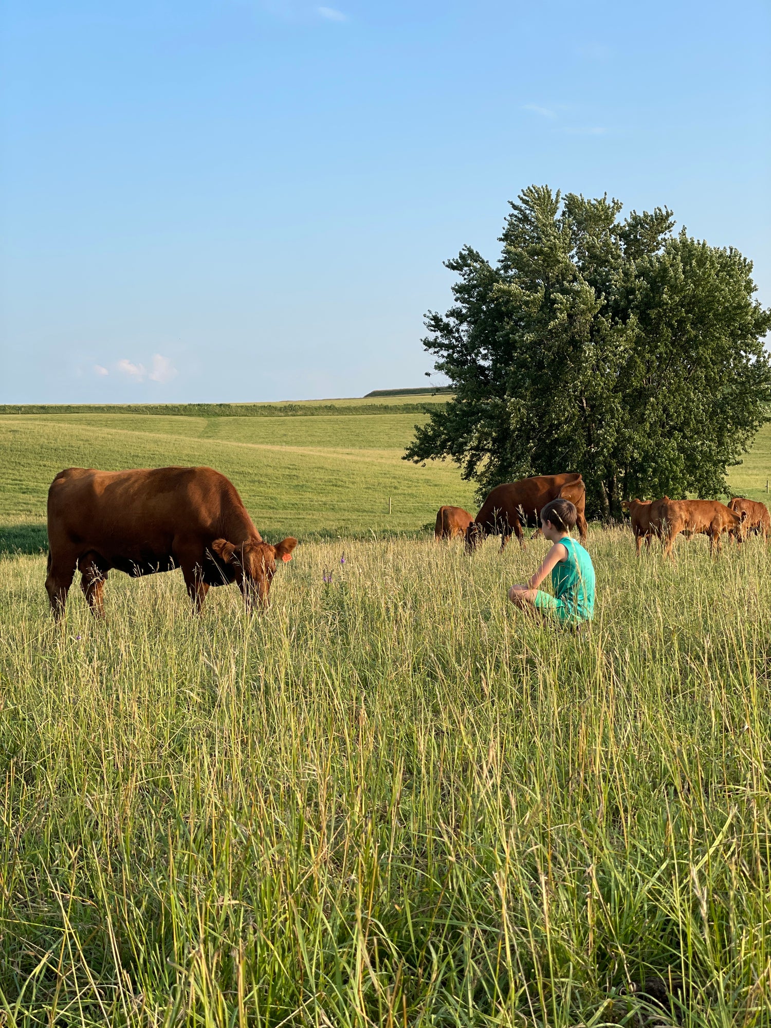 Crossroads Beef. Grass-fed Beef from our Iowa Farm to your home.